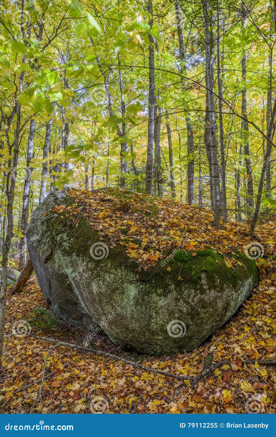 Large Precambrian Boulder in a Fall Forest - Ontario, Canada Stock ...