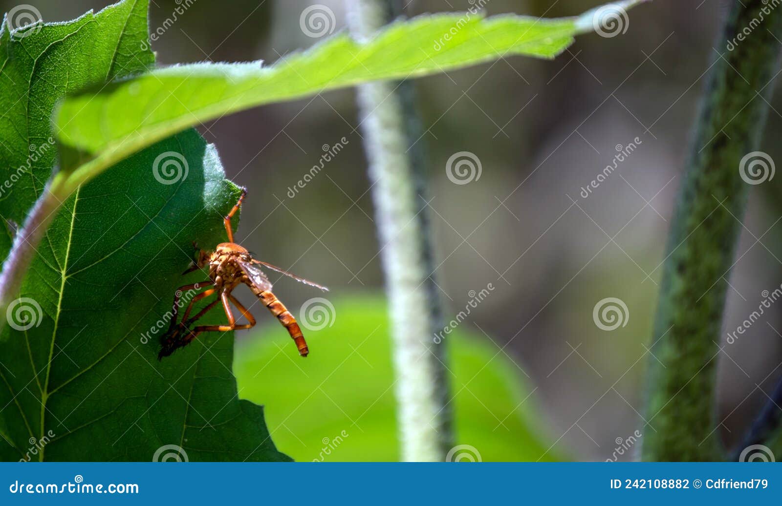 The Large Predator Caught a Small Fly Stock Photo - Image of entomology ...