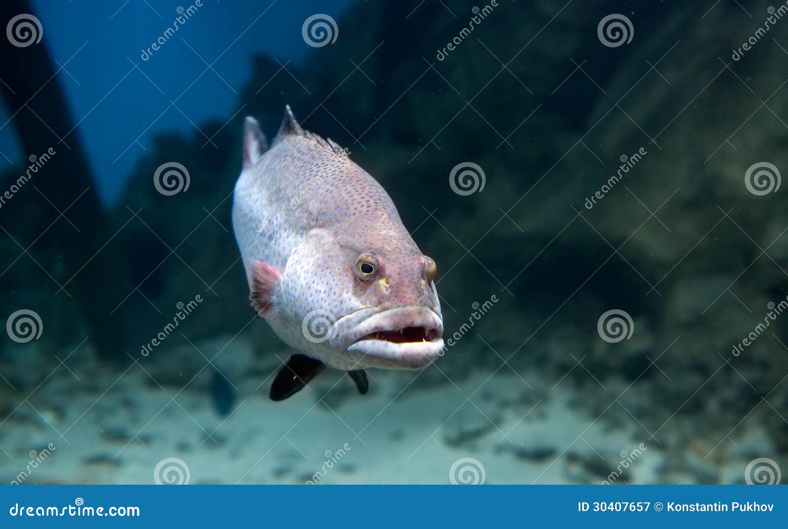 Large predatory fish stock image. Image of aquatic, closeup - 30407657