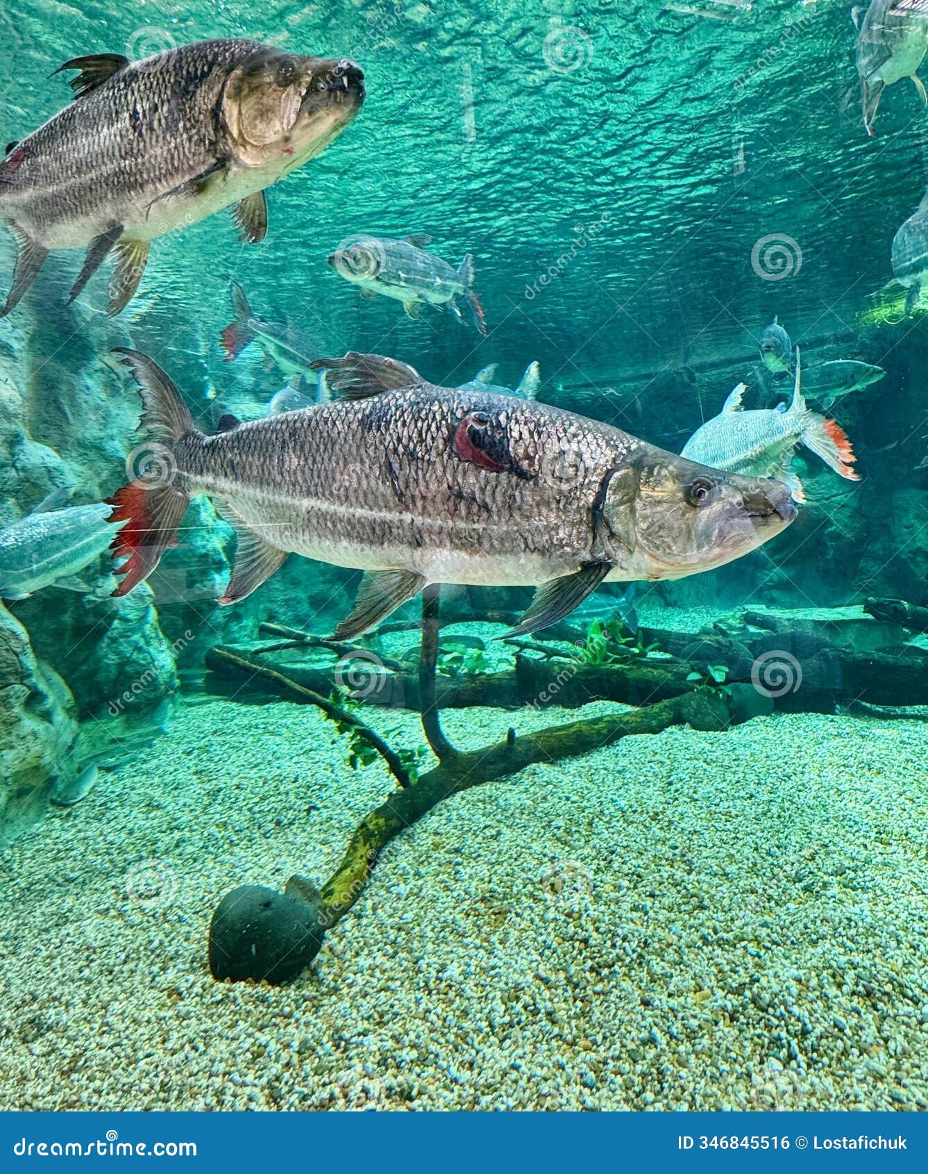 Large Predatory Fish Swimming in an Aquarium Stock Photo - Image of ...