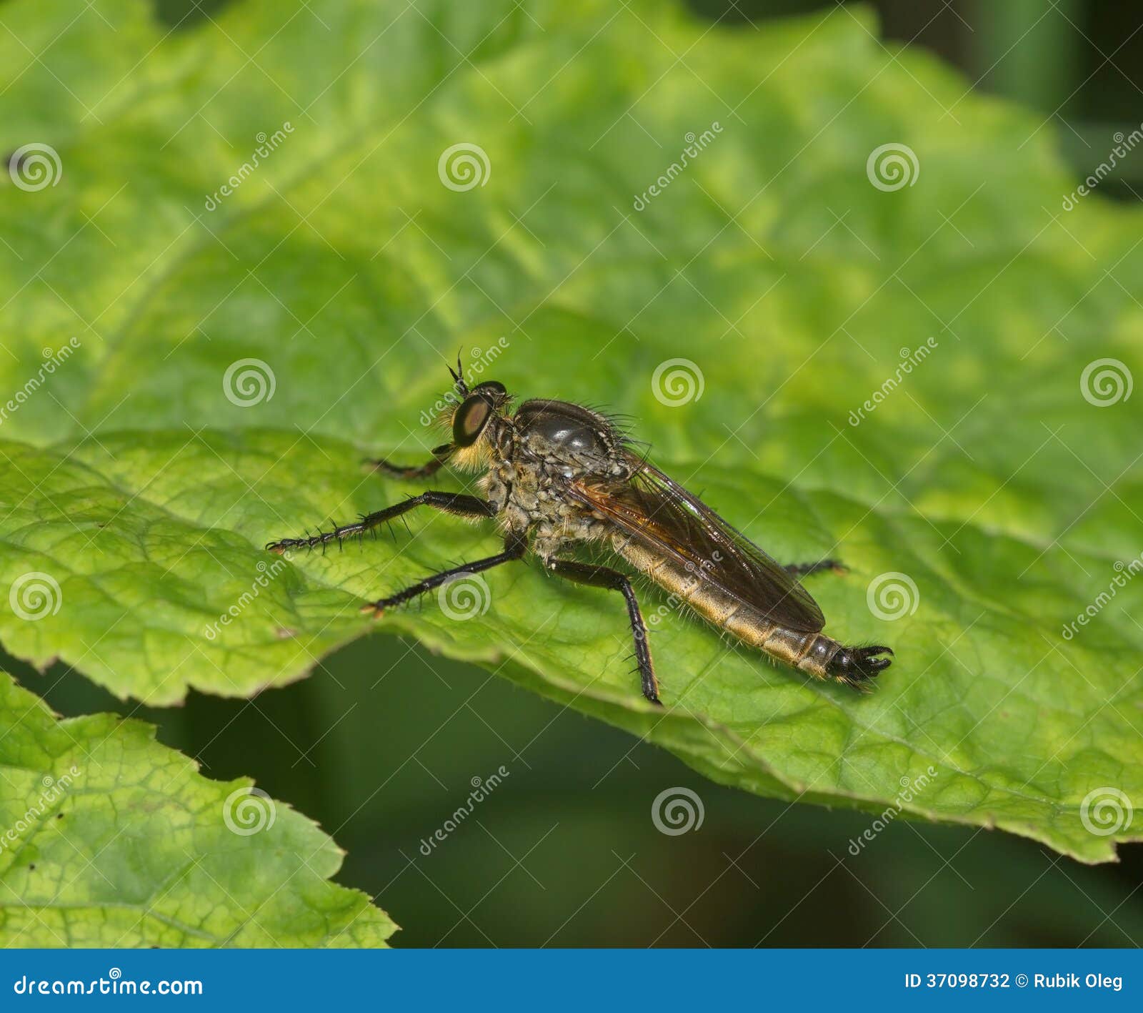 Large Predatory Fly on a Green Leaf Stock Photo - Image of green, gray ...