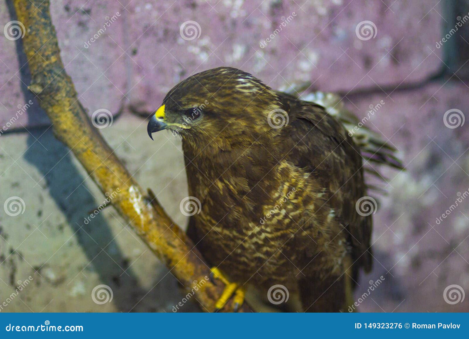 Large Predatory Hawk on a Branch Stock Photo - Image of nature, bird ...