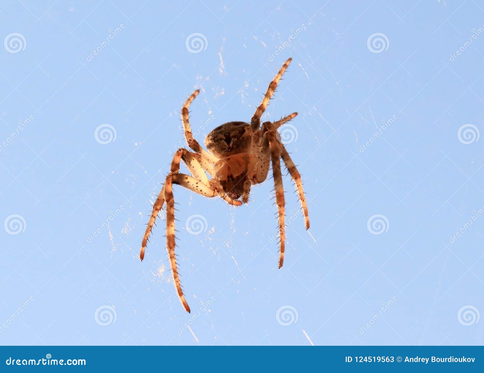 Large predatory spider stock image. Image of drip, connection - 124519563