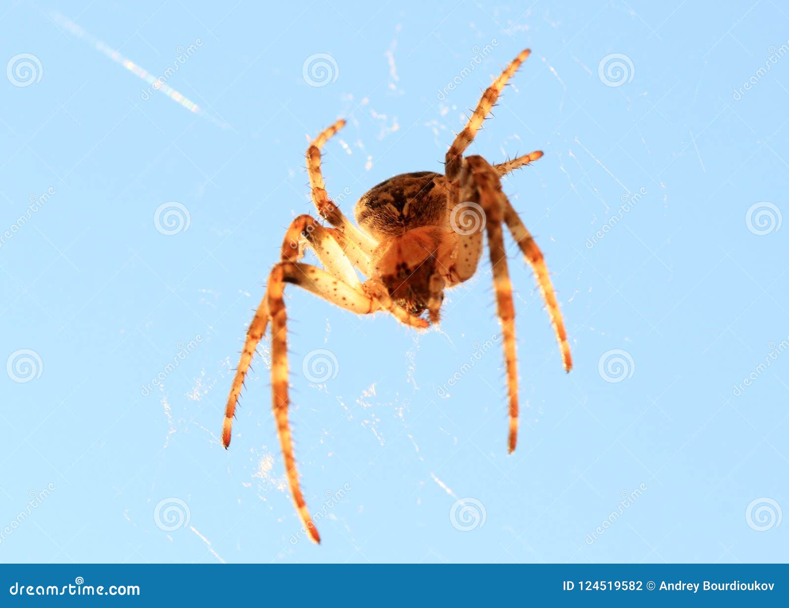 Large predatory spider stock photo. Image of hunter - 124519582