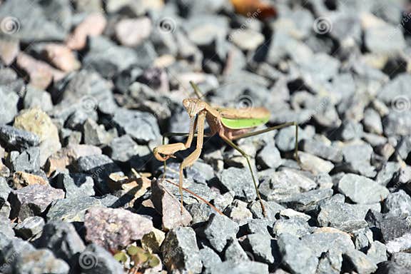 Large Preying Mantis Bug on Grey Stones Stock Image - Image of mantis ...