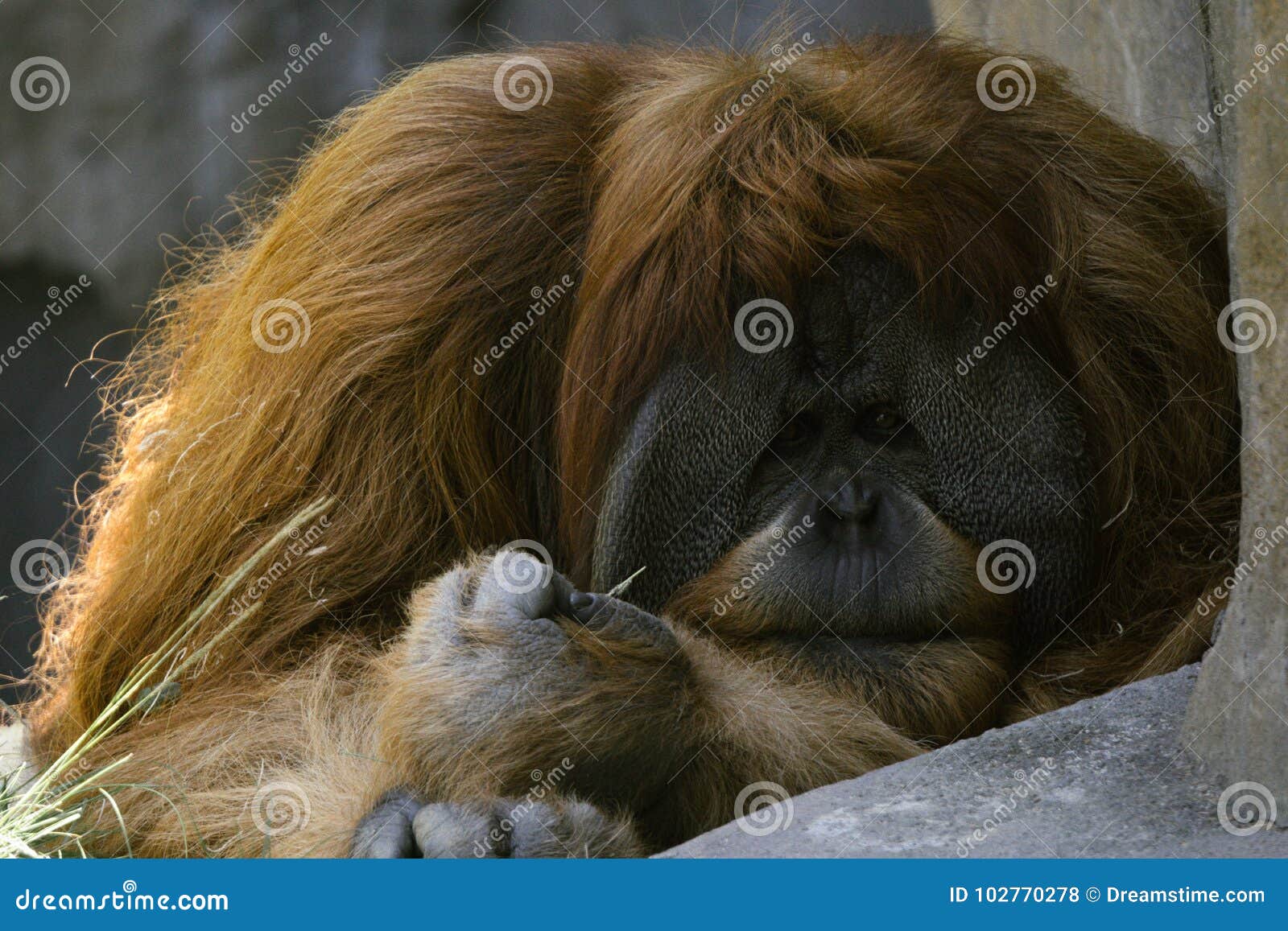 Big monkey editorial stock photo. Image of grass, reflections - 102770278