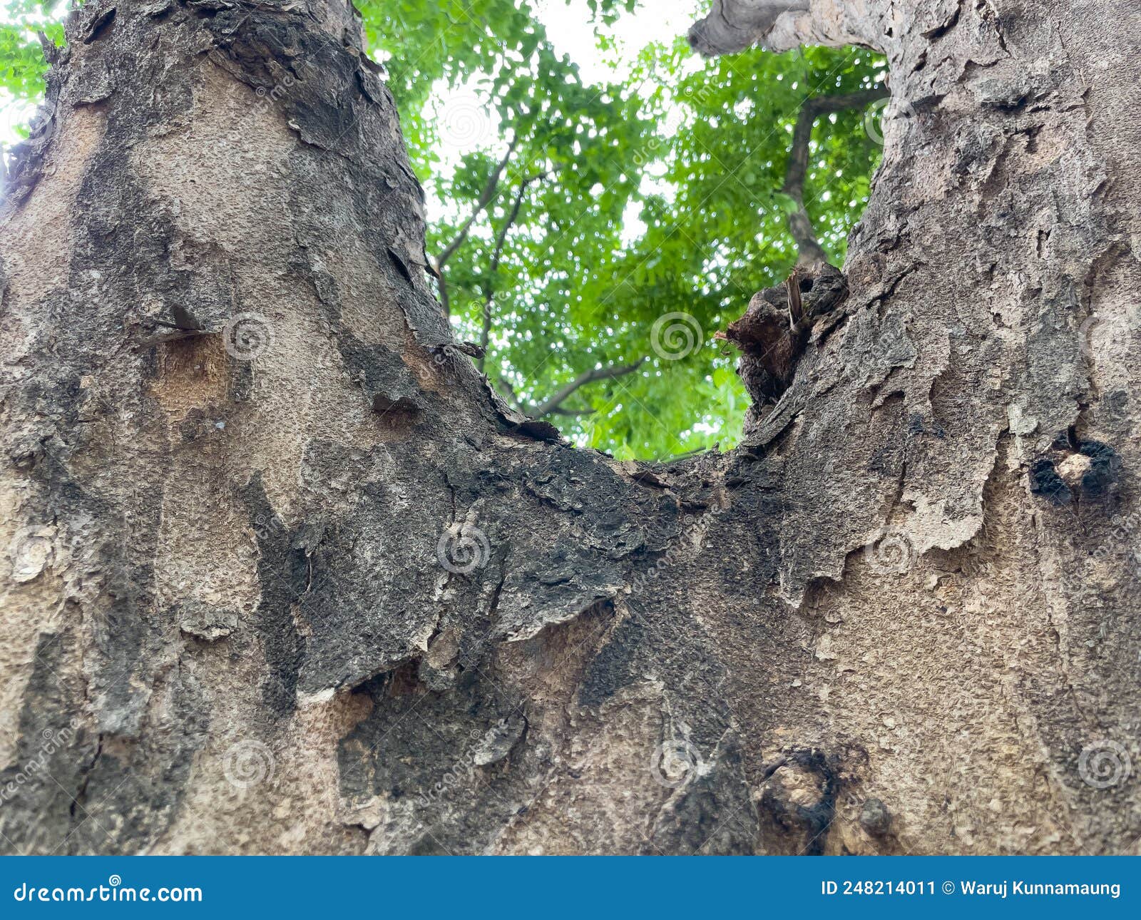 Large prongs on the tree. stock image. Image of rock - 248214011