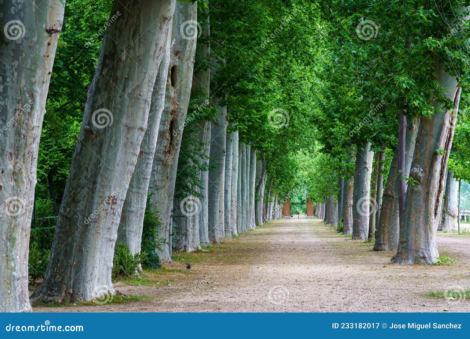 Large Public Park Trees Arranged in a Row Making a Path for a Walk ...