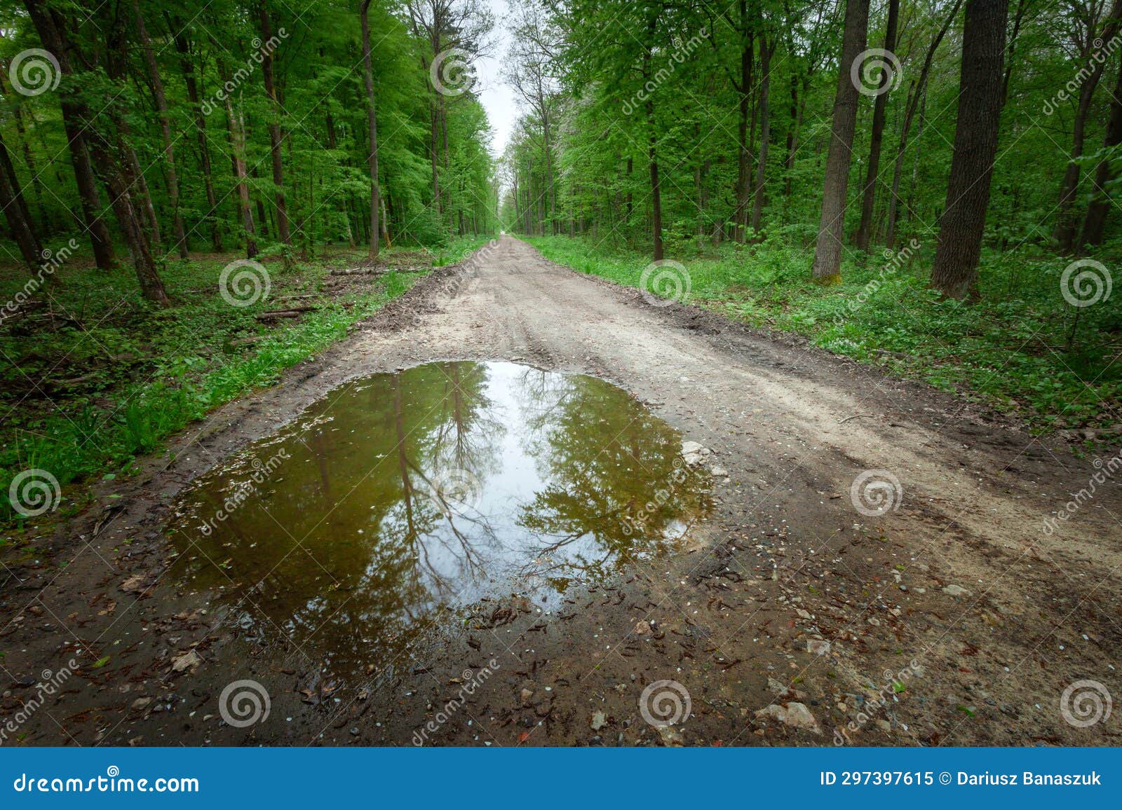 A Large Puddle on a Dirt Road in a Green Forest Stock Image - Image of ...