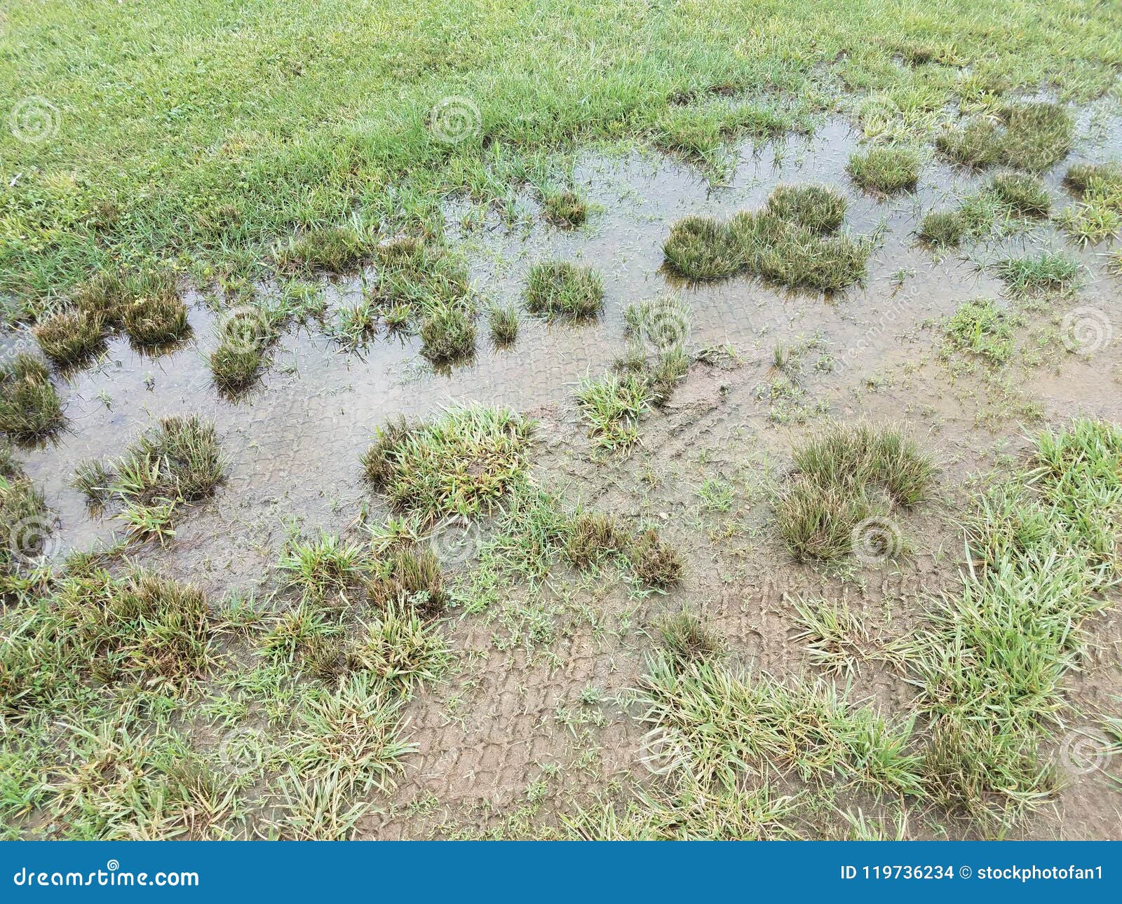 Large Puddle on Flooded Green Grass Stock Photo - Image of lawn, puddle ...