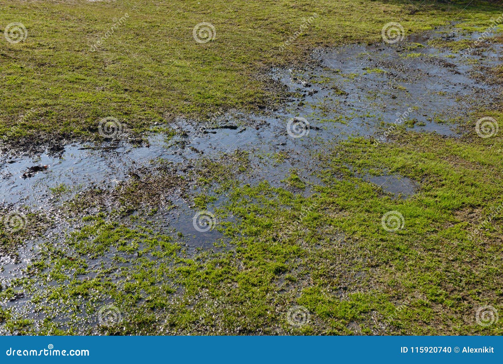 Large Puddle on a Green Clearing Stock Photo - Image of beautiful ...