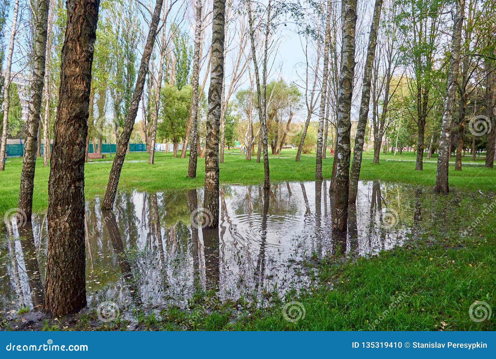 A Large Puddle in the Park among the Trees and Green Grass Stock Photo ...