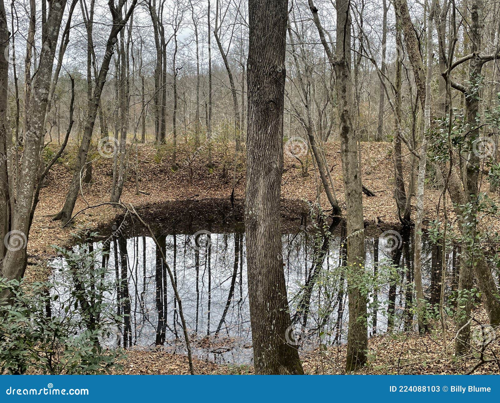 A Large Puddle of Water and Fall Foliage in a Forest Stock Image ...