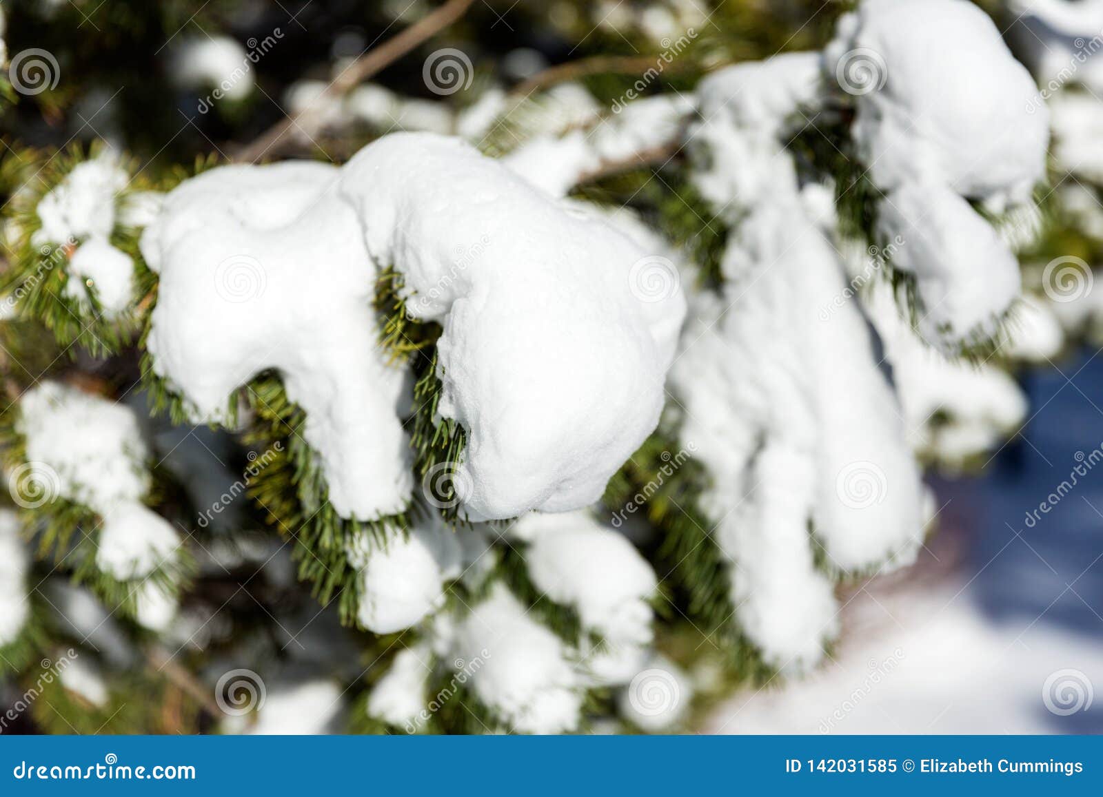 Large Puffy Snow Formations on Evergreen Tree Branches Stock Image ...