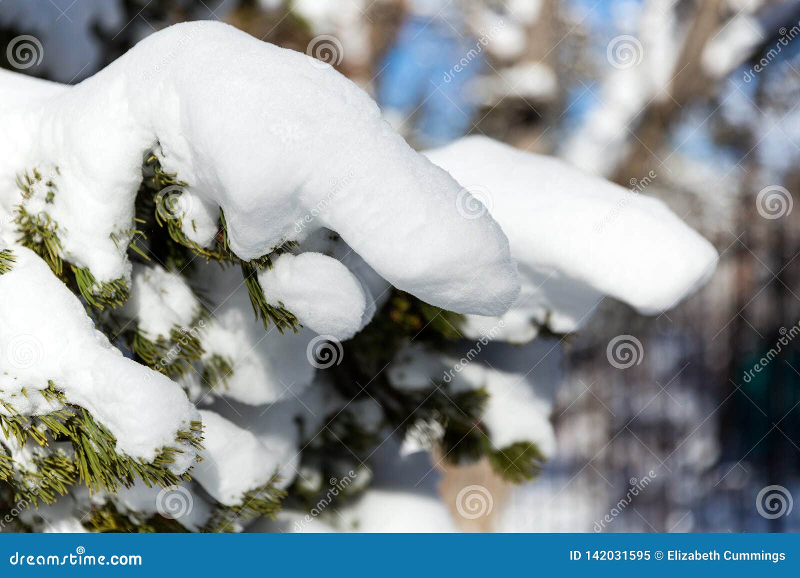 Large Puffy Snow Formations on Evergreen Tree Branches Stock Image ...