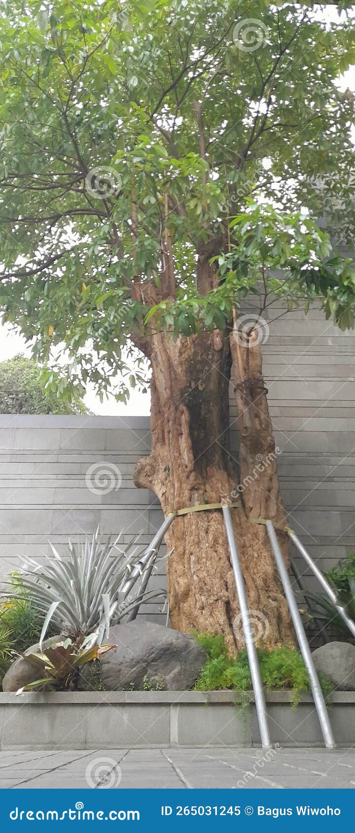 Large Pule Trees are Supported by Iron Pipes Stock Image - Image of ...