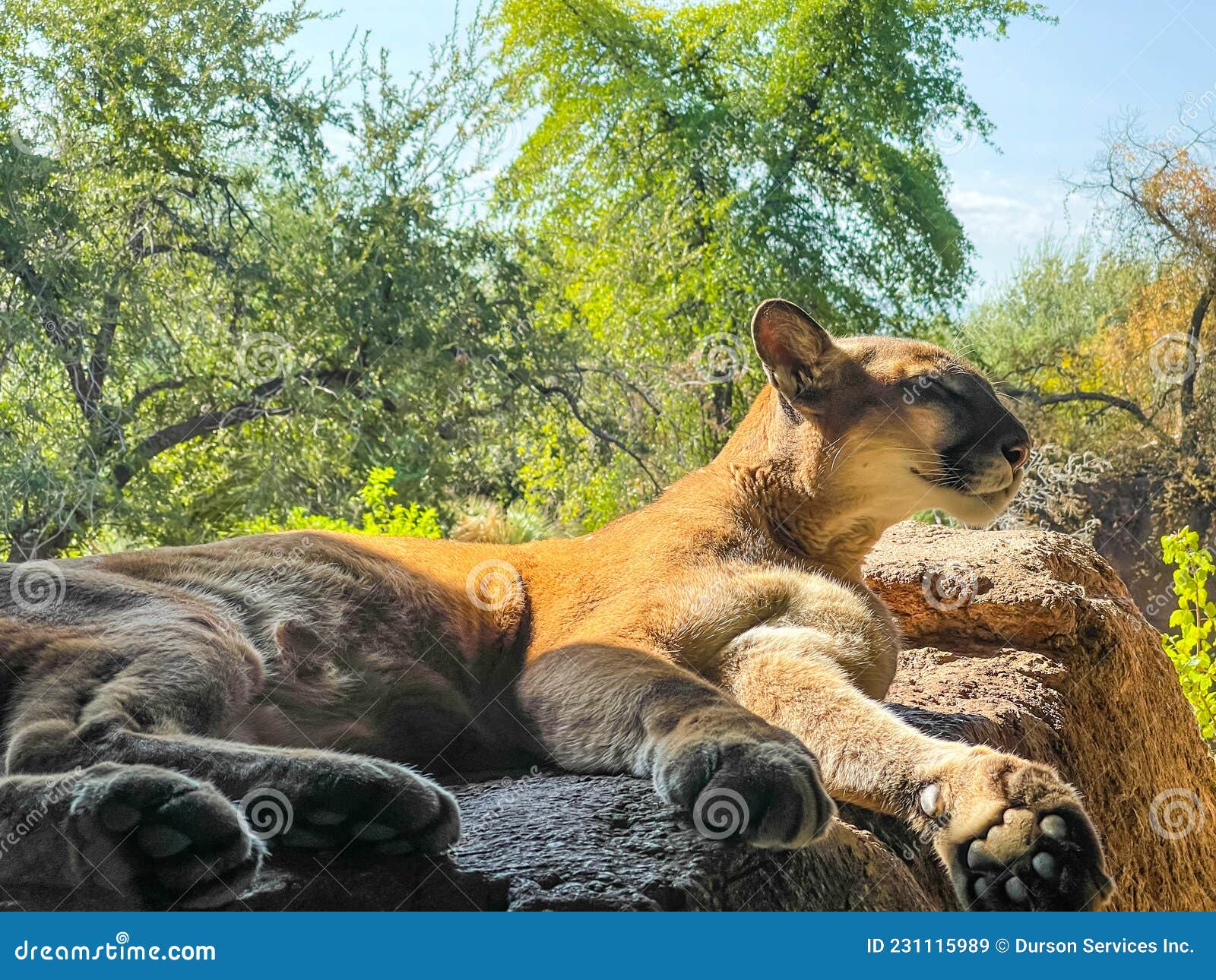 Large Puma Sunbathes on Rocks with Green Trees in Background Stock ...