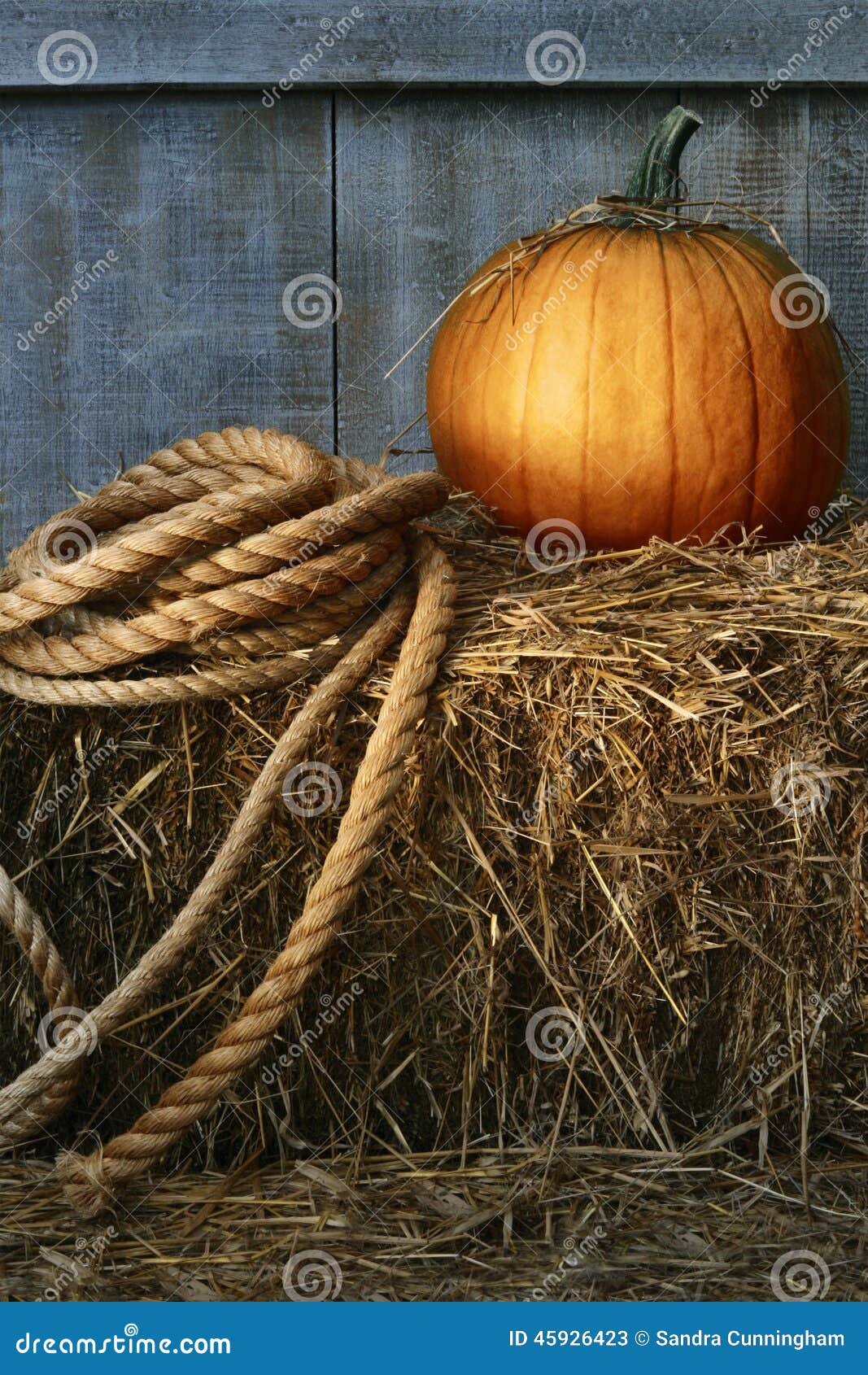 Large Pumpkin with Rope on Hay Stock Image - Image of holiday, autumn ...
