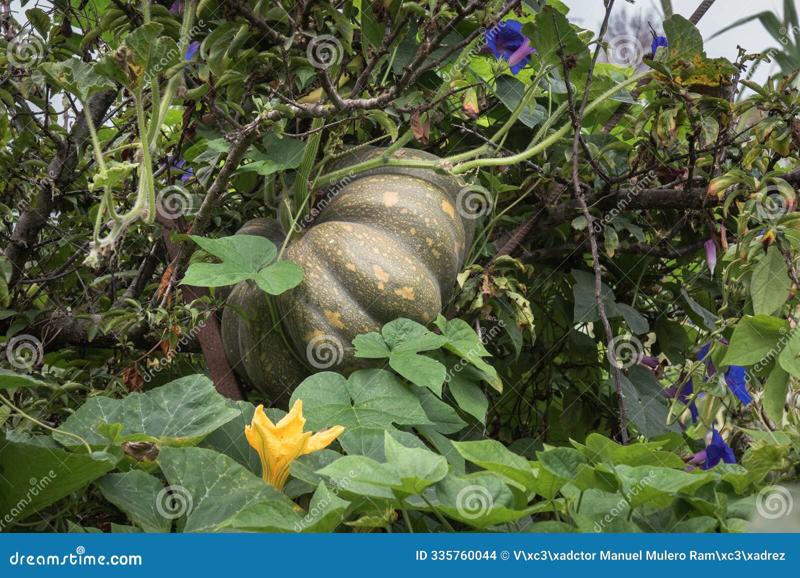 A Large Pumpkin Tangled in a Tree Stock Photo - Image of farming ...