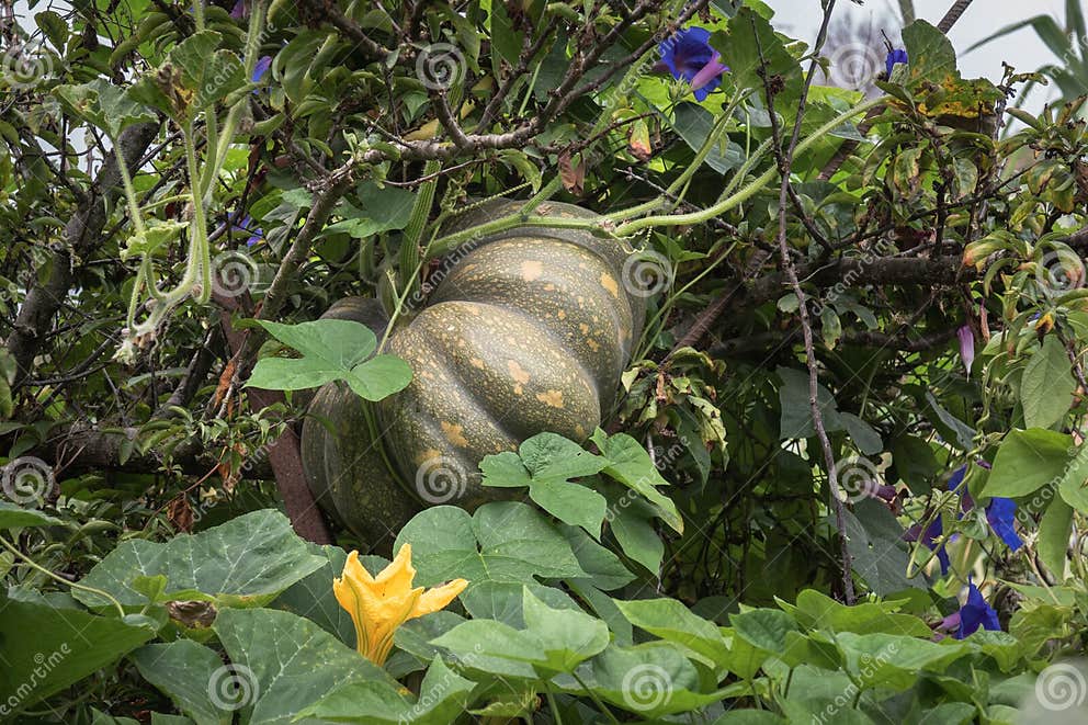 A Large Pumpkin Tangled in a Tree Stock Photo - Image of farming ...