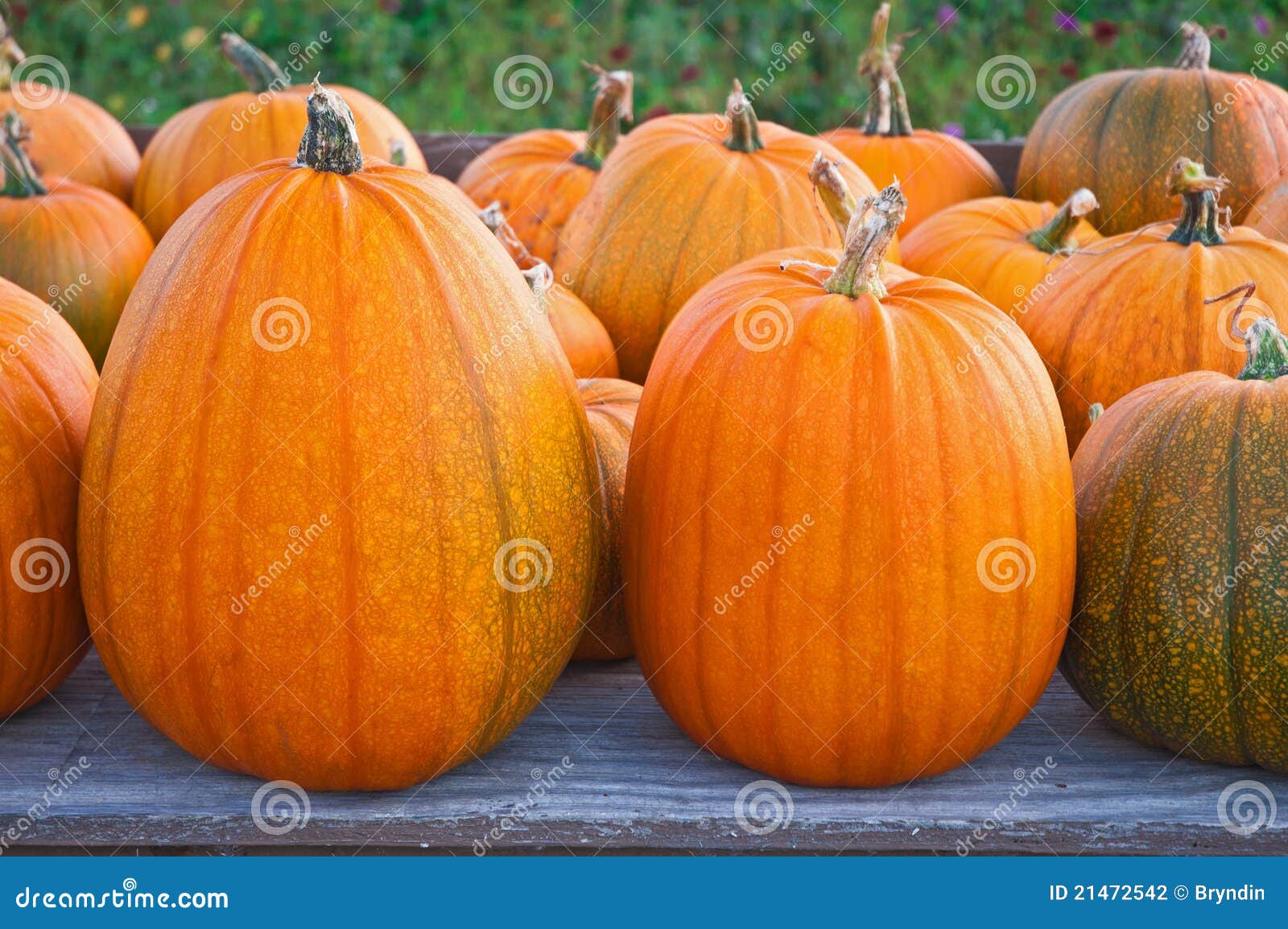 Large pumpkins stock photo. Image of nature, holiday - 21472542