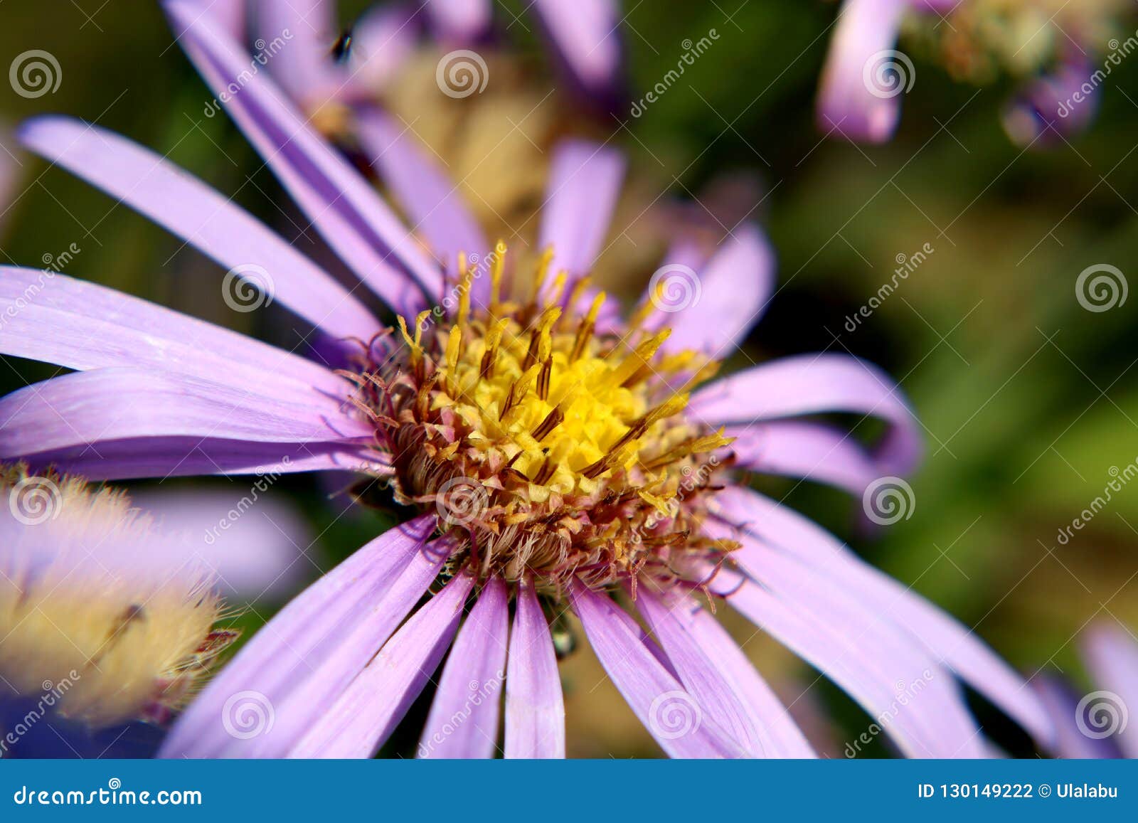 Large purple flower stock photo. Image of petals, macro - 130149222