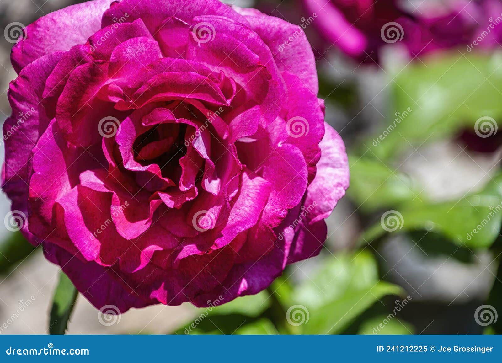 Large Purple Rose stock image. Image of nature, valentine - 241212225