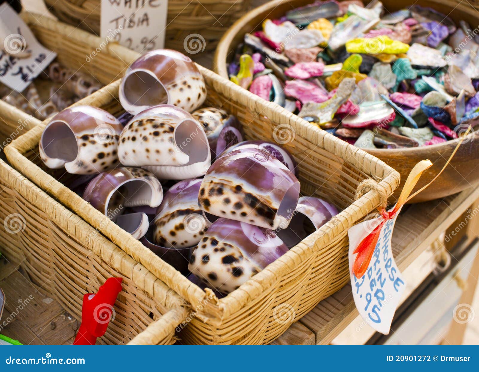 Large Purple Seashell stock photo. Image of tourism, vacation - 20901272