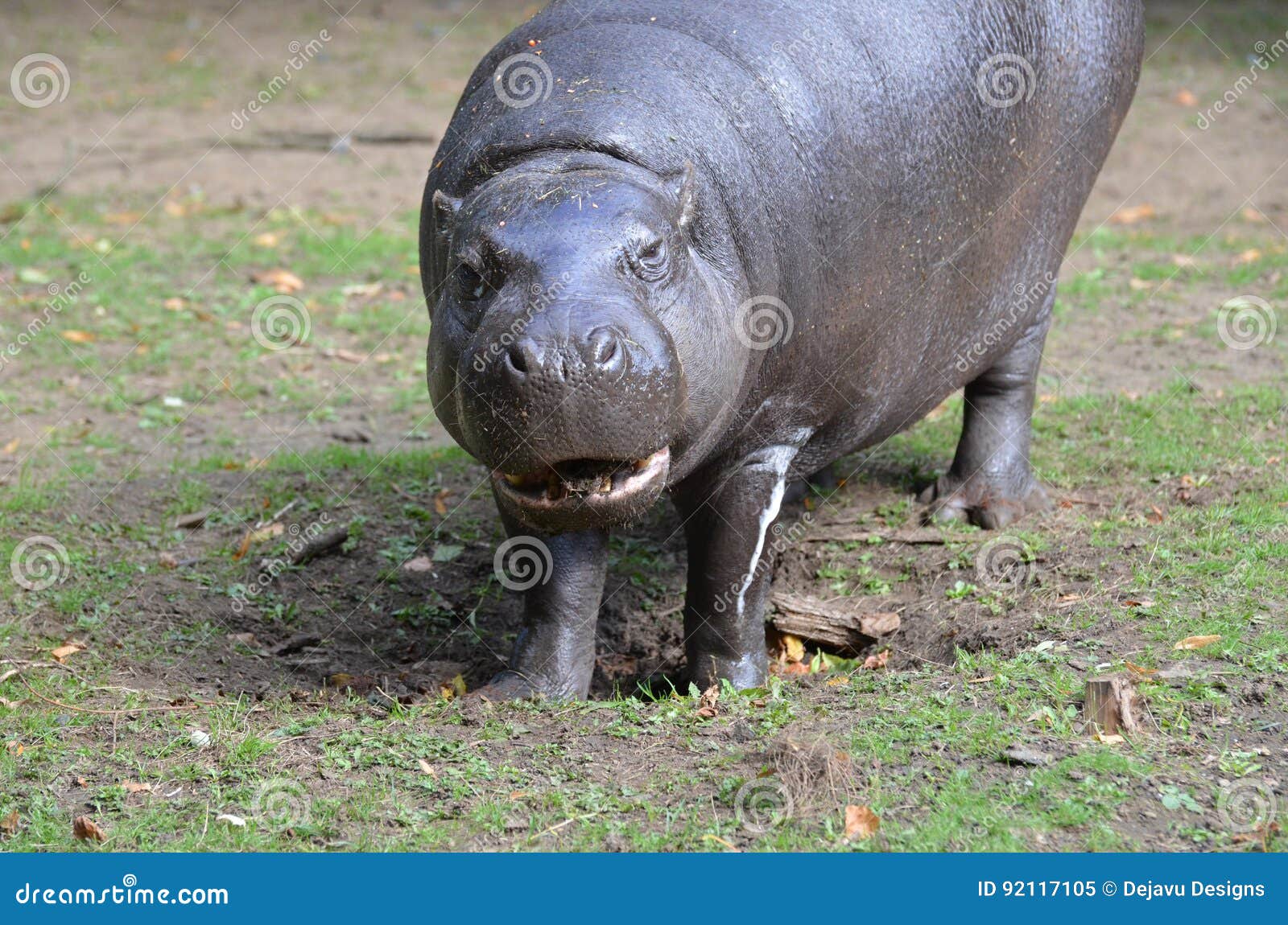 Large Pygmy Hippo with His Mouth Partially Open Stock Image - Image of ...
