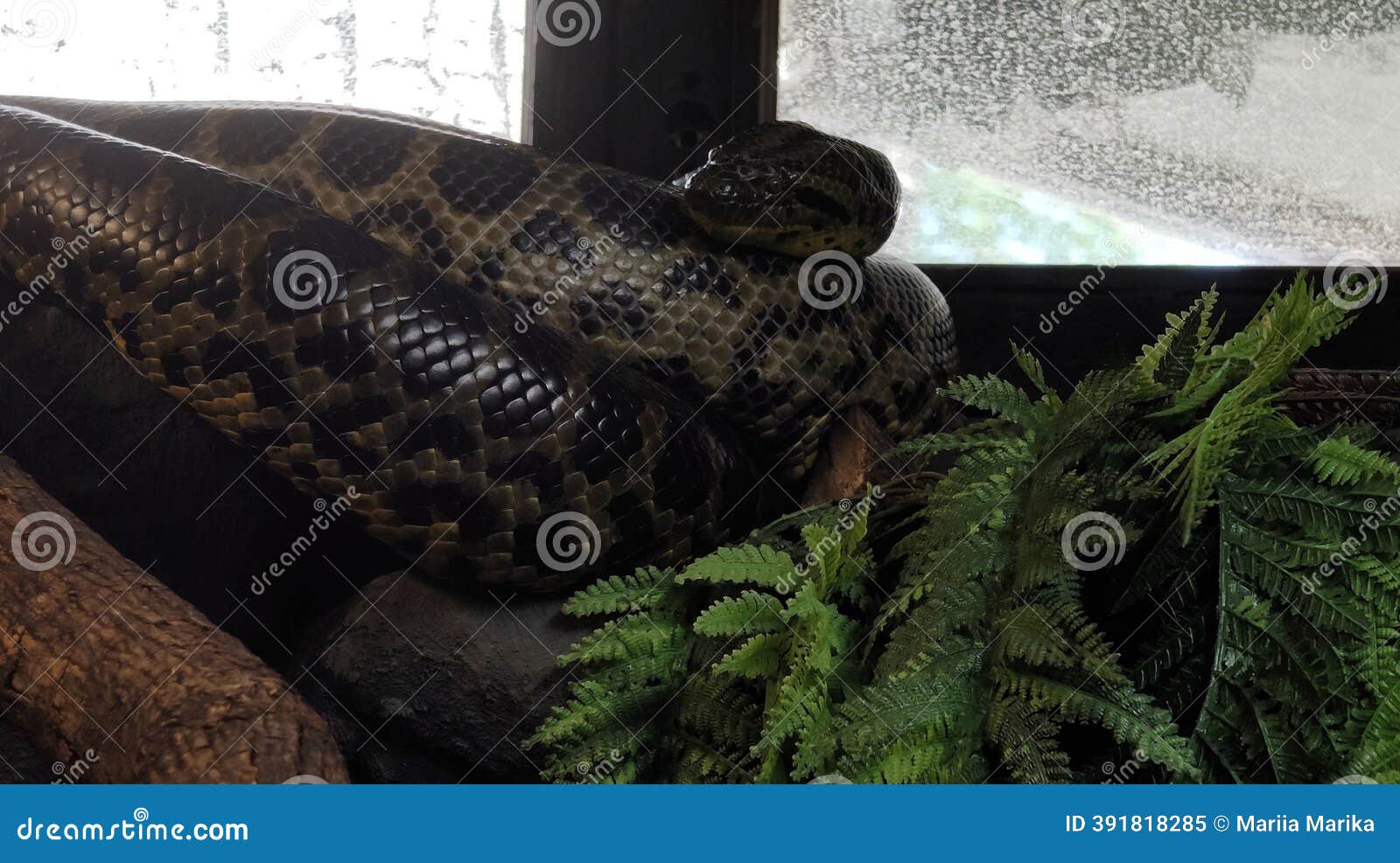 Large Python Snakes Wrapping Around Ancient Tree Trunks In The Wild Natural Habitat Royalty-Free ...