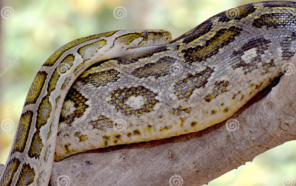 A Large Python Resting on a Branch Stock Photo - Image of frog, turtle ...