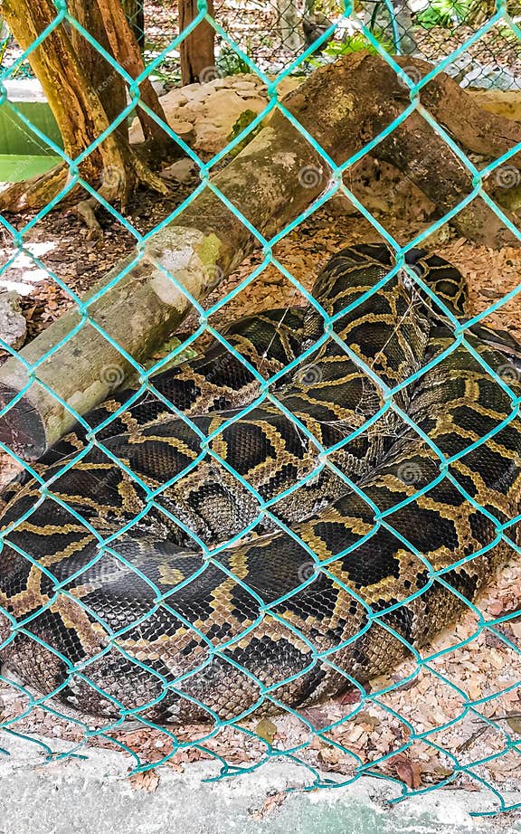 Large Python Snake in the Enclosure in Tulum Mexico Stock Photo - Image ...