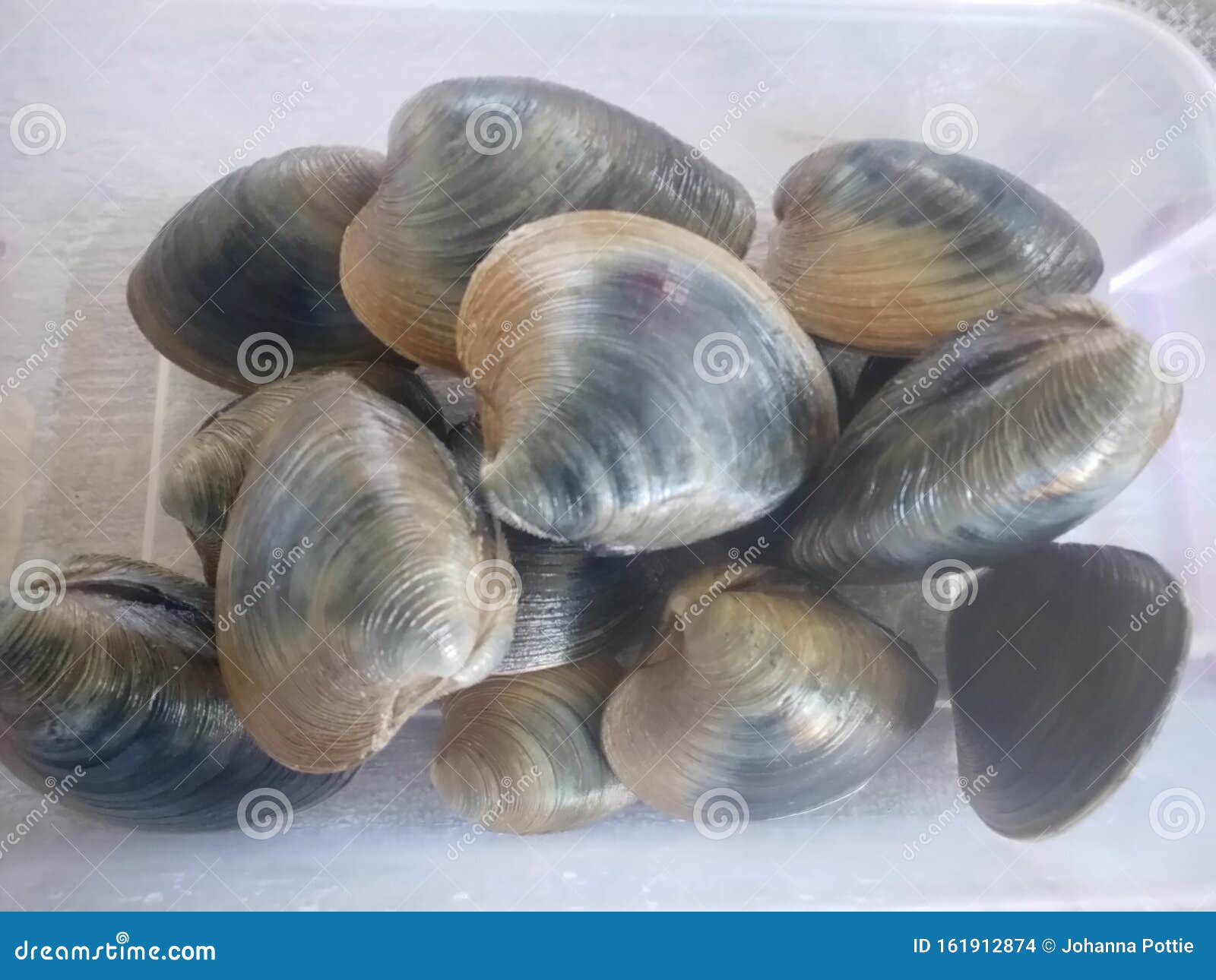 Large Quahog Clams Perfect for Eating Stock Photo - Image of clams ...