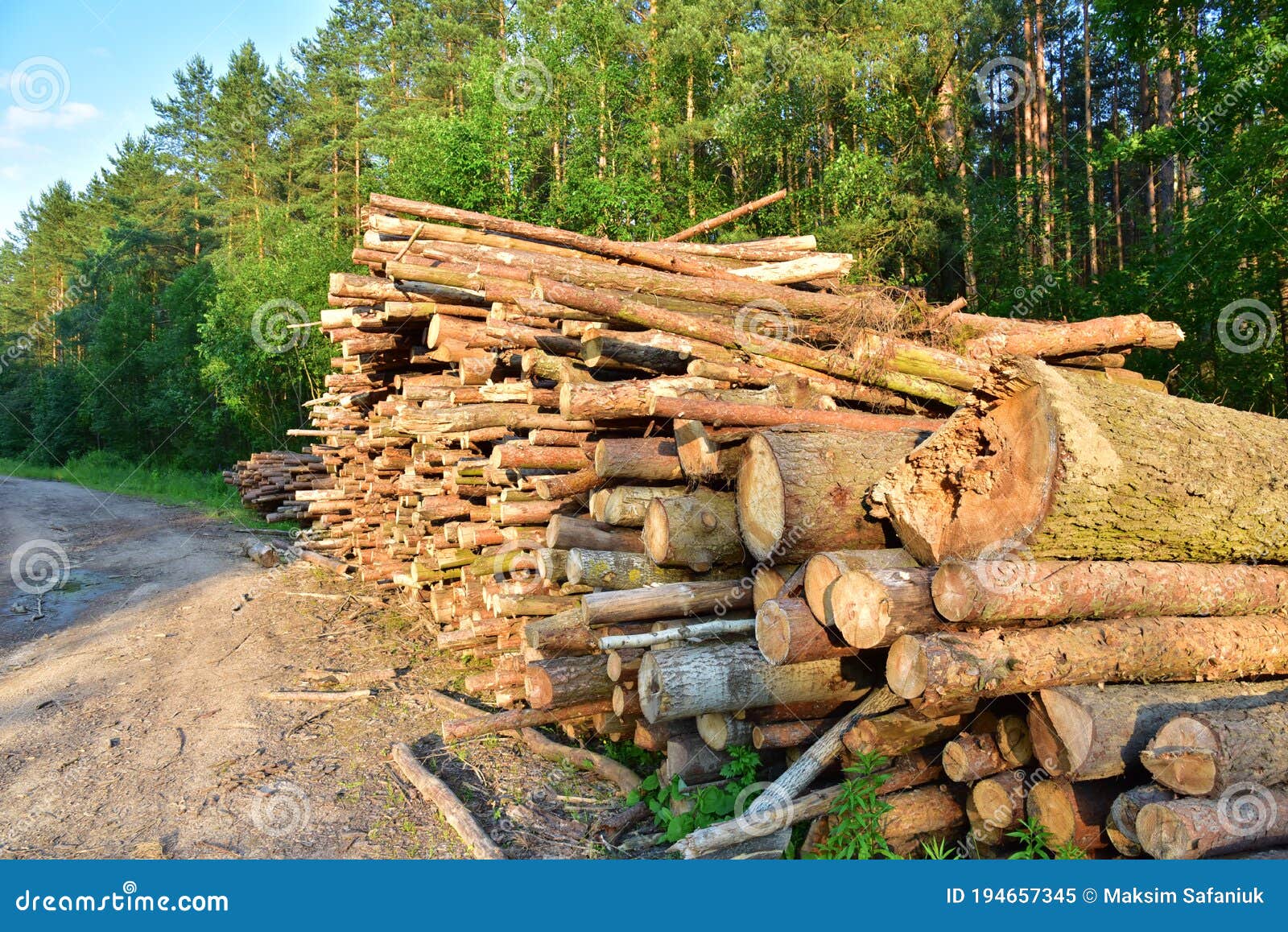 Large Quantity of Cut and Stacked Pine Timber in Forest for Transported ...