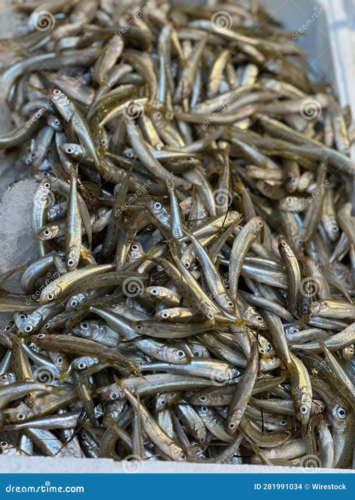 Large Quantity of Fresh Fish Stored in a Plastic Container, Resting on ...