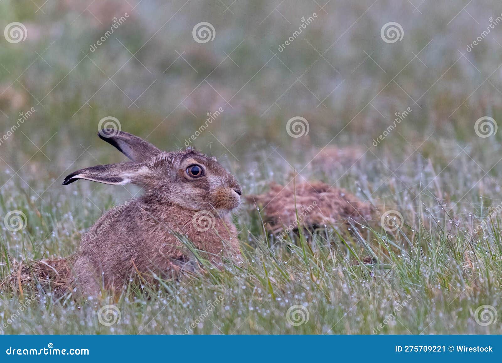 Large Rabbit in a Grassy Meadow Stock Image - Image of large, nature ...