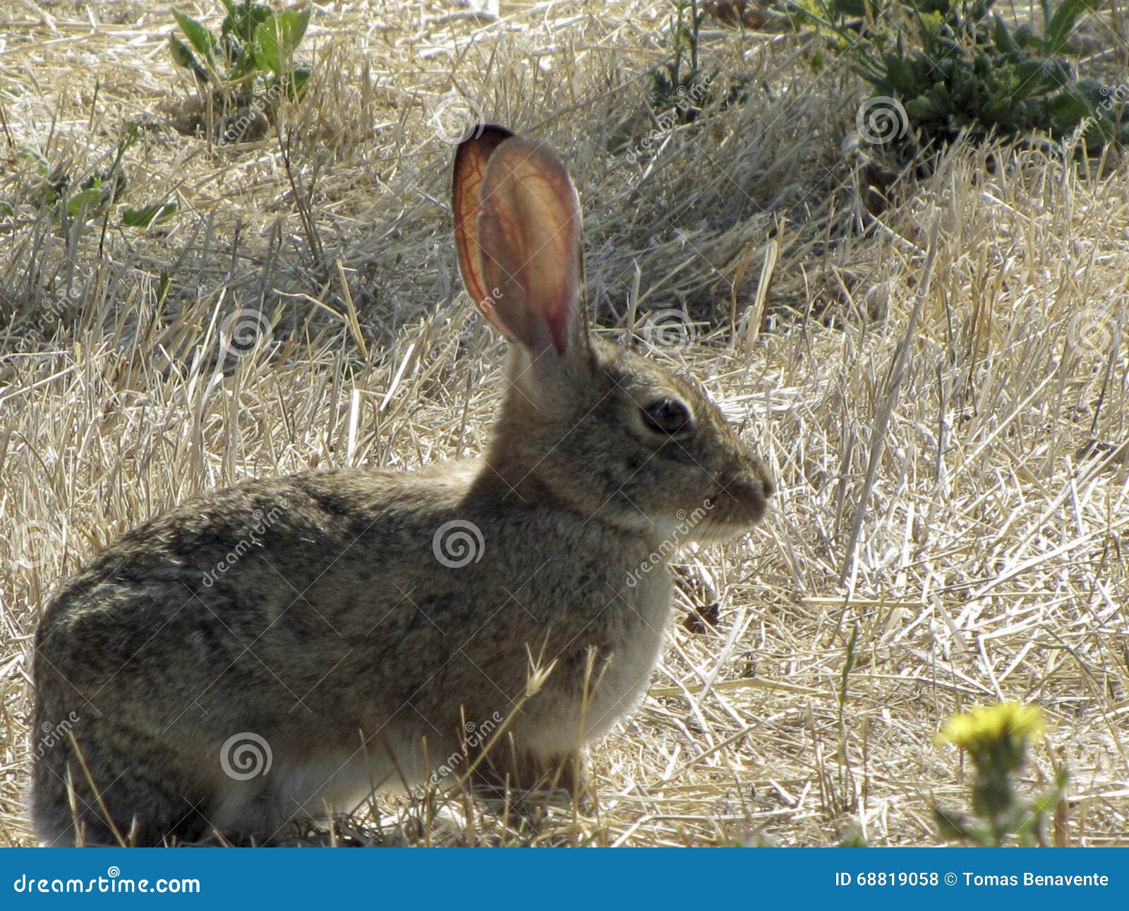 Large Rabbit on the Prairie. Stock Photo - Image of furry, holiday ...