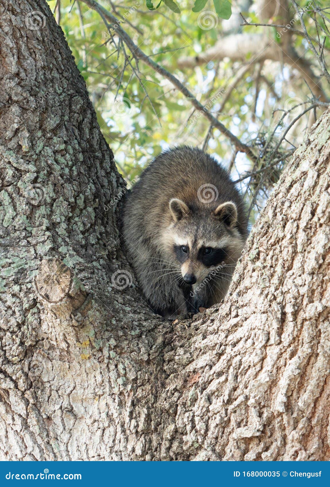 A large raccoon stock image. Image of green, curious - 168000035