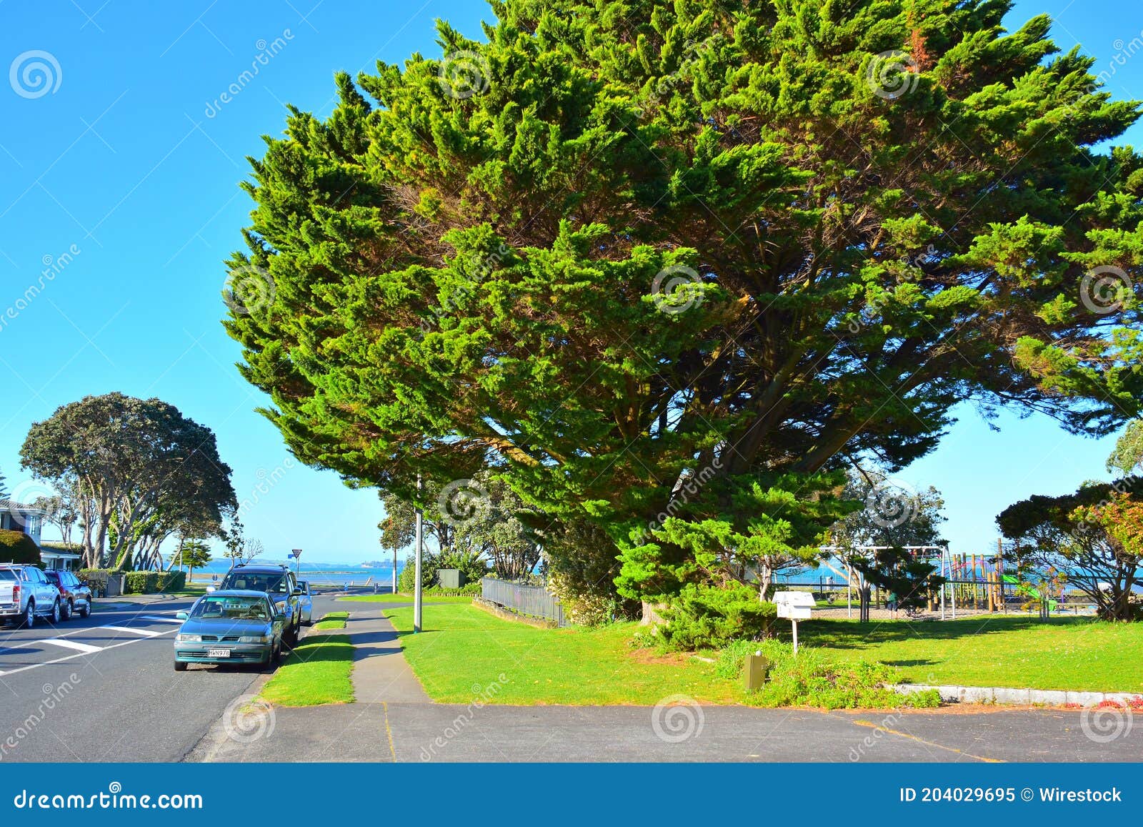 Large Radiata Pine Tree in Howick Editorial Image - Image of trees ...