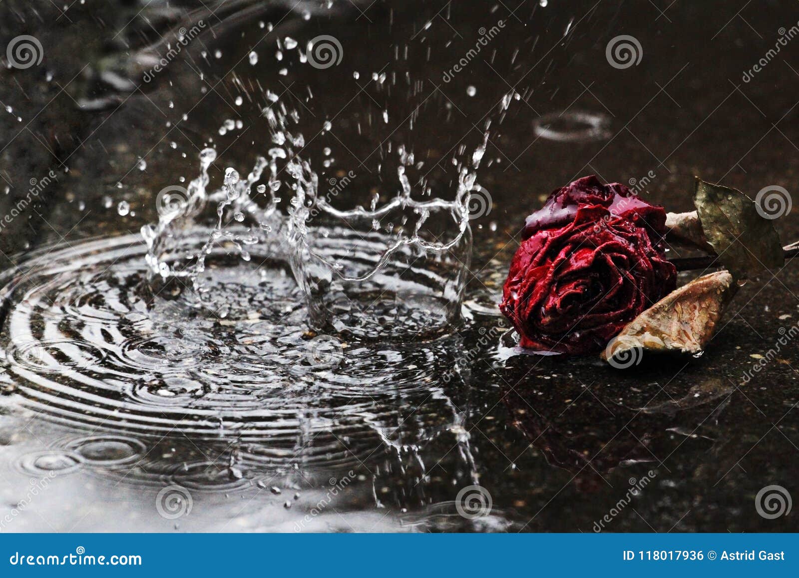 Raindrops Falling On Roses
