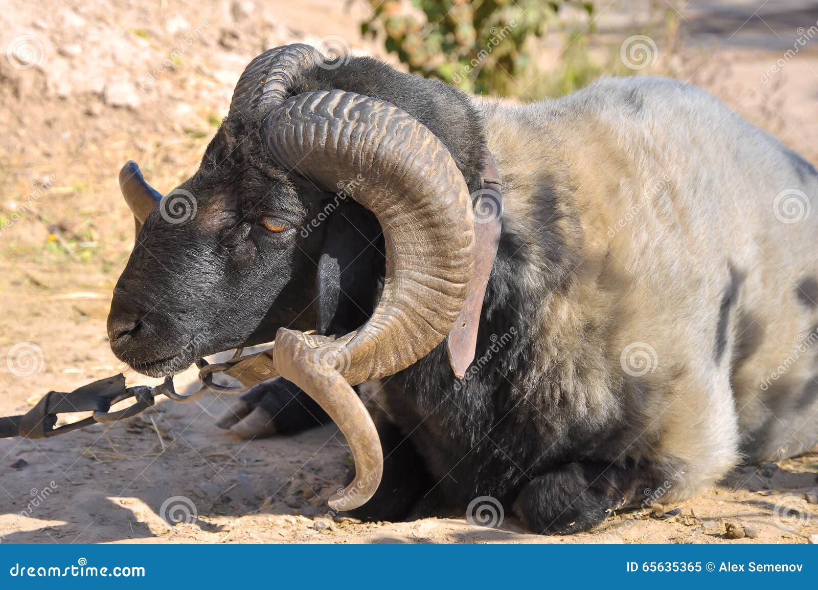 Large Ram with Twisted into a Spiral Horns Stock Image - Image of ...