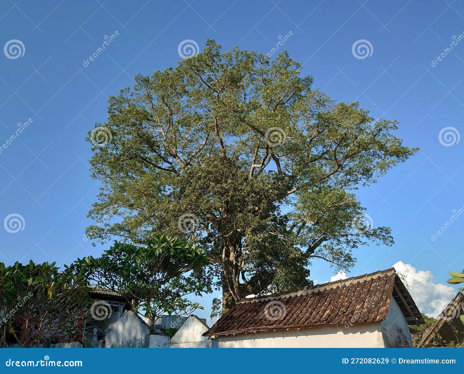 A Large Randu Cotton Alternative Tree in the Middle of the Cemetery ...