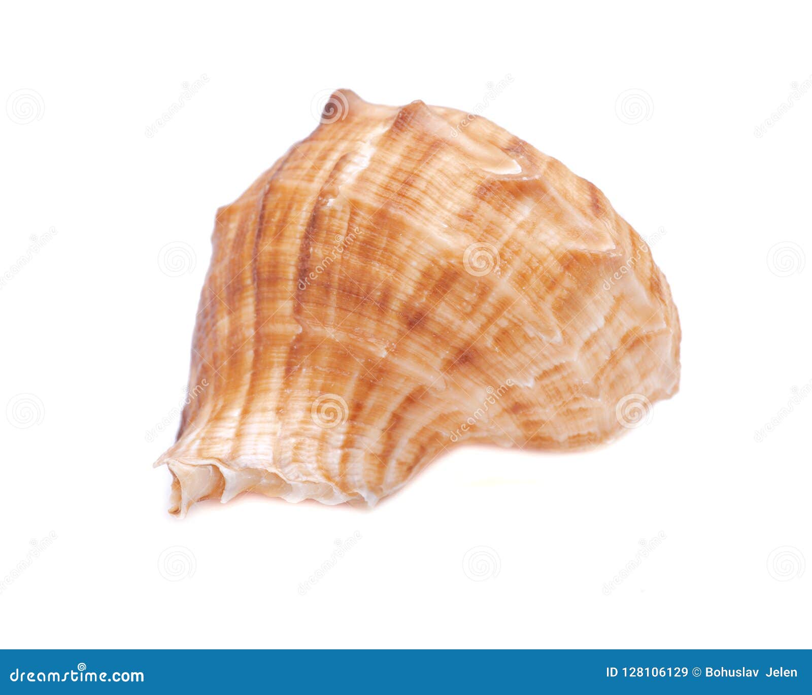 Large Rapana Whelk Shell Isolated on White Stock Image - Image of ...