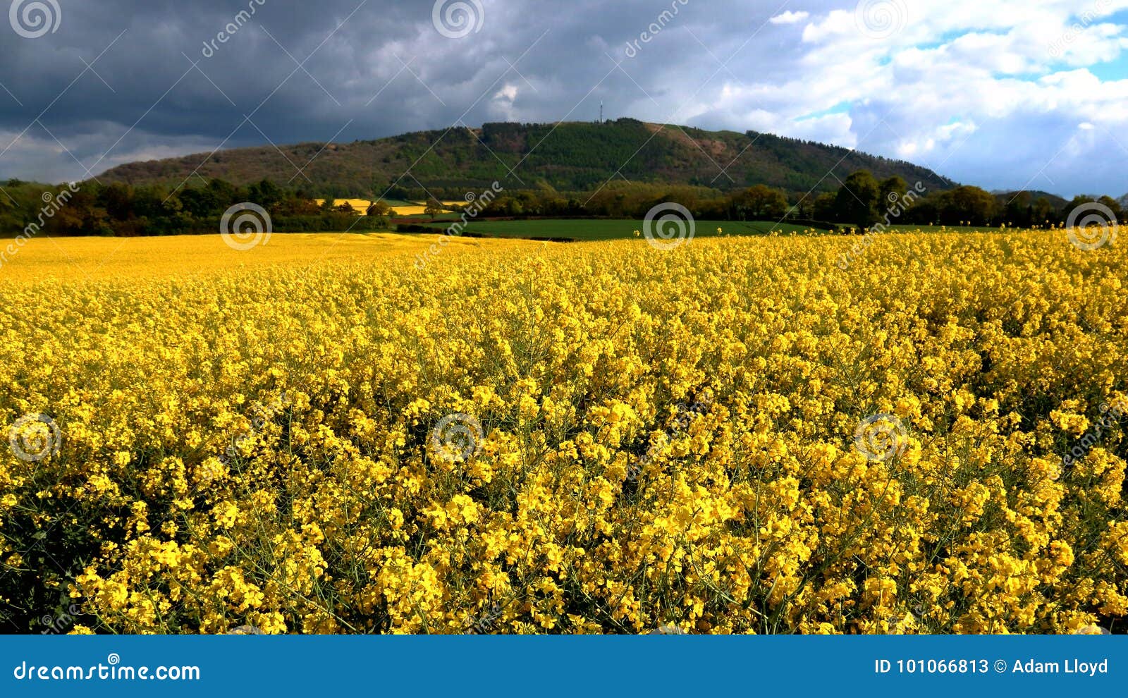 Large Seed Field on the Slopes on the Wrekin Stock Image - Image of ...