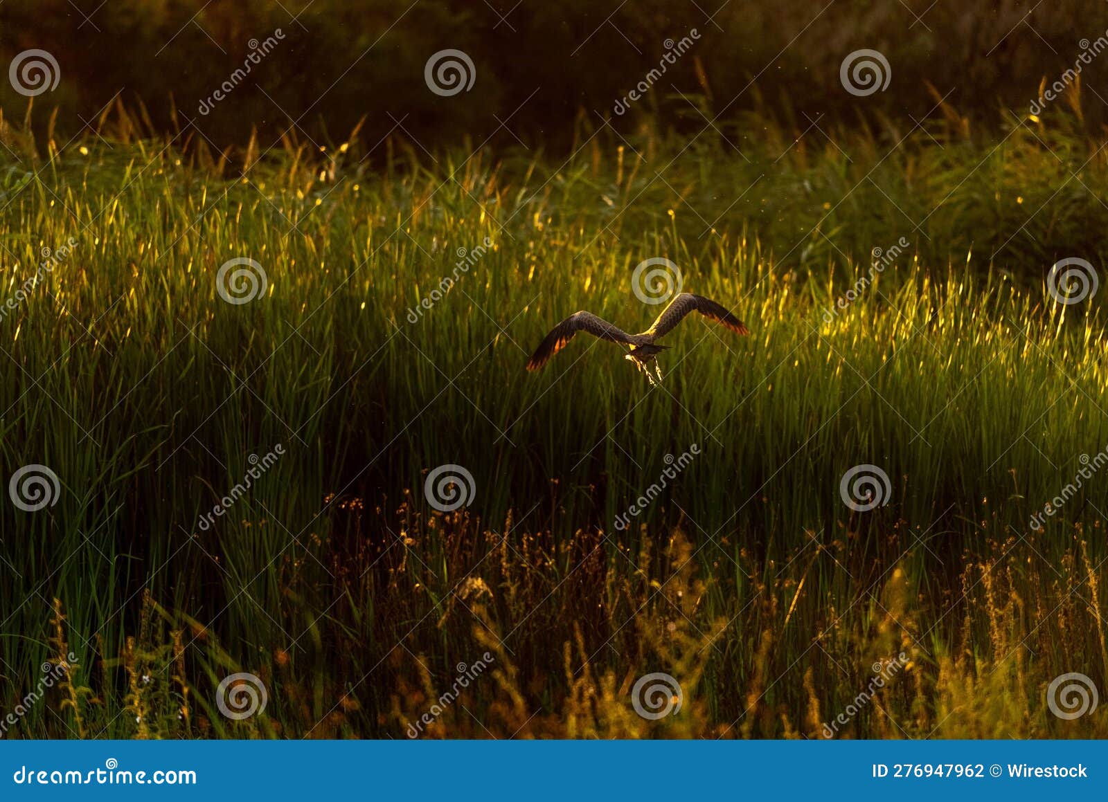 Large Raptor in Flight Over a Tall Grassy Field Stock Photo - Image of ...