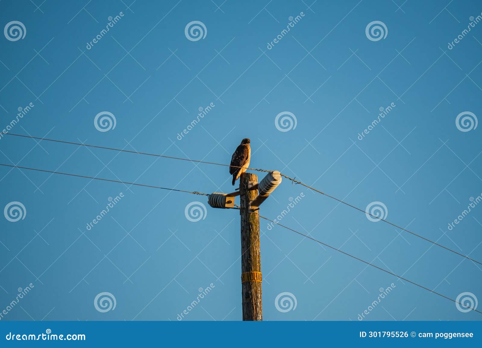 Hawk on High Voltage Power Line in Front of a Blue Sky Stock Photo ...