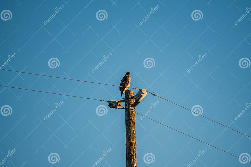 Hawk on High Voltage Power Line in Front of a Blue Sky Stock Photo - Image of preditor, high ...