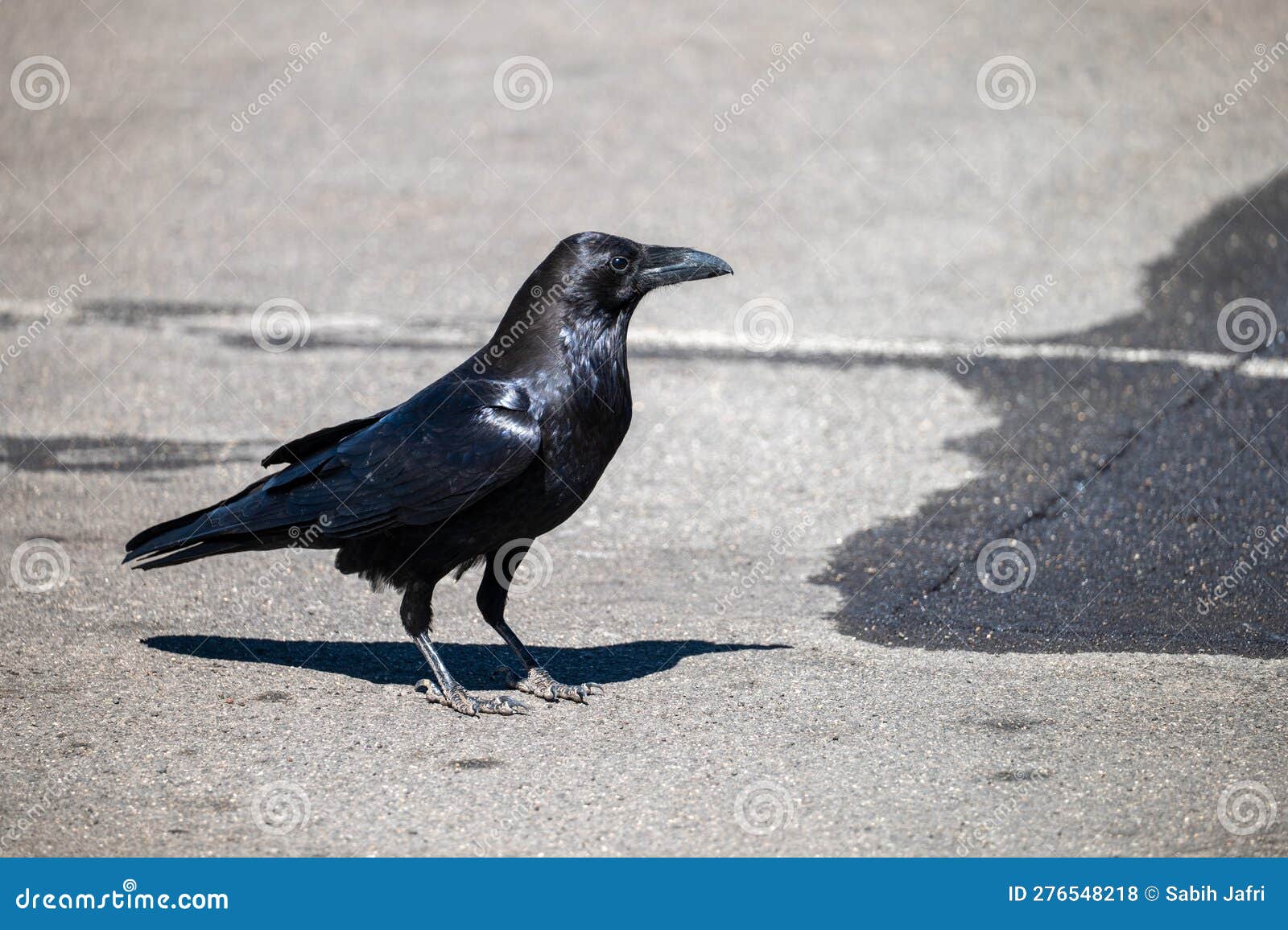A Large Raven Scavenging for Food Stock Photo - Image of forest, corvid ...