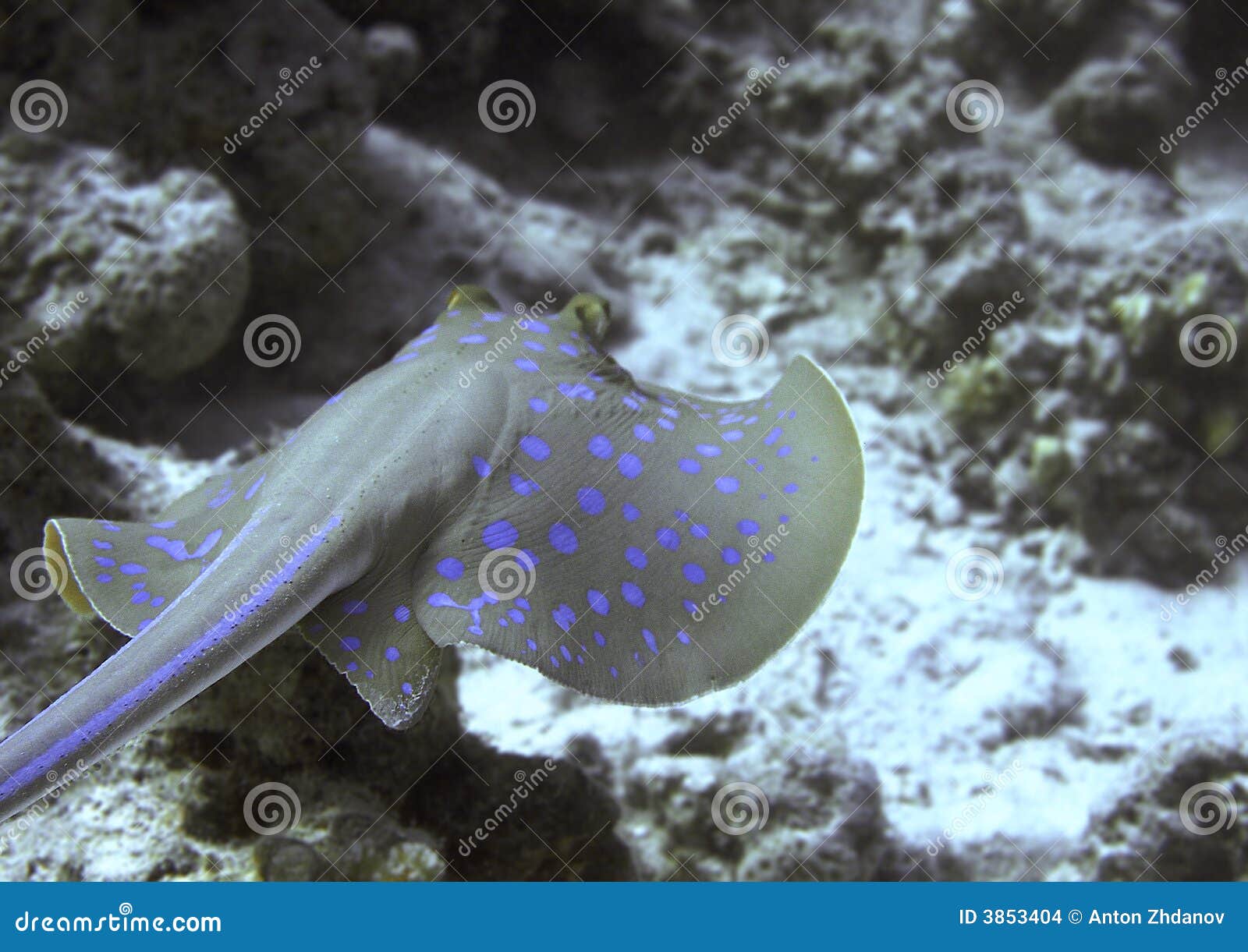 Large Ray Swimming Underwater Stock Photo - Image of animal, natural ...