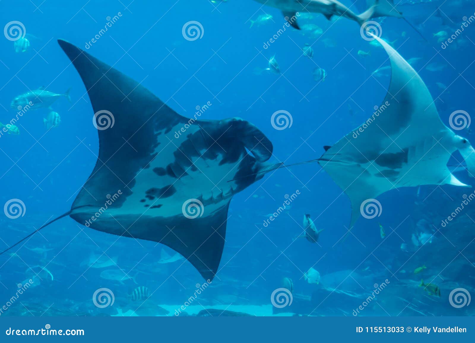 Large Rays Swim stock image. Image of fish, water, aquarium - 115513033
